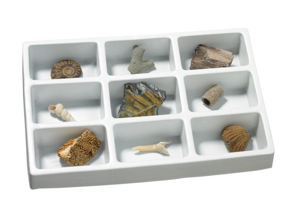 Educational Insights Educational Insights Fossil Collection – Bright ...